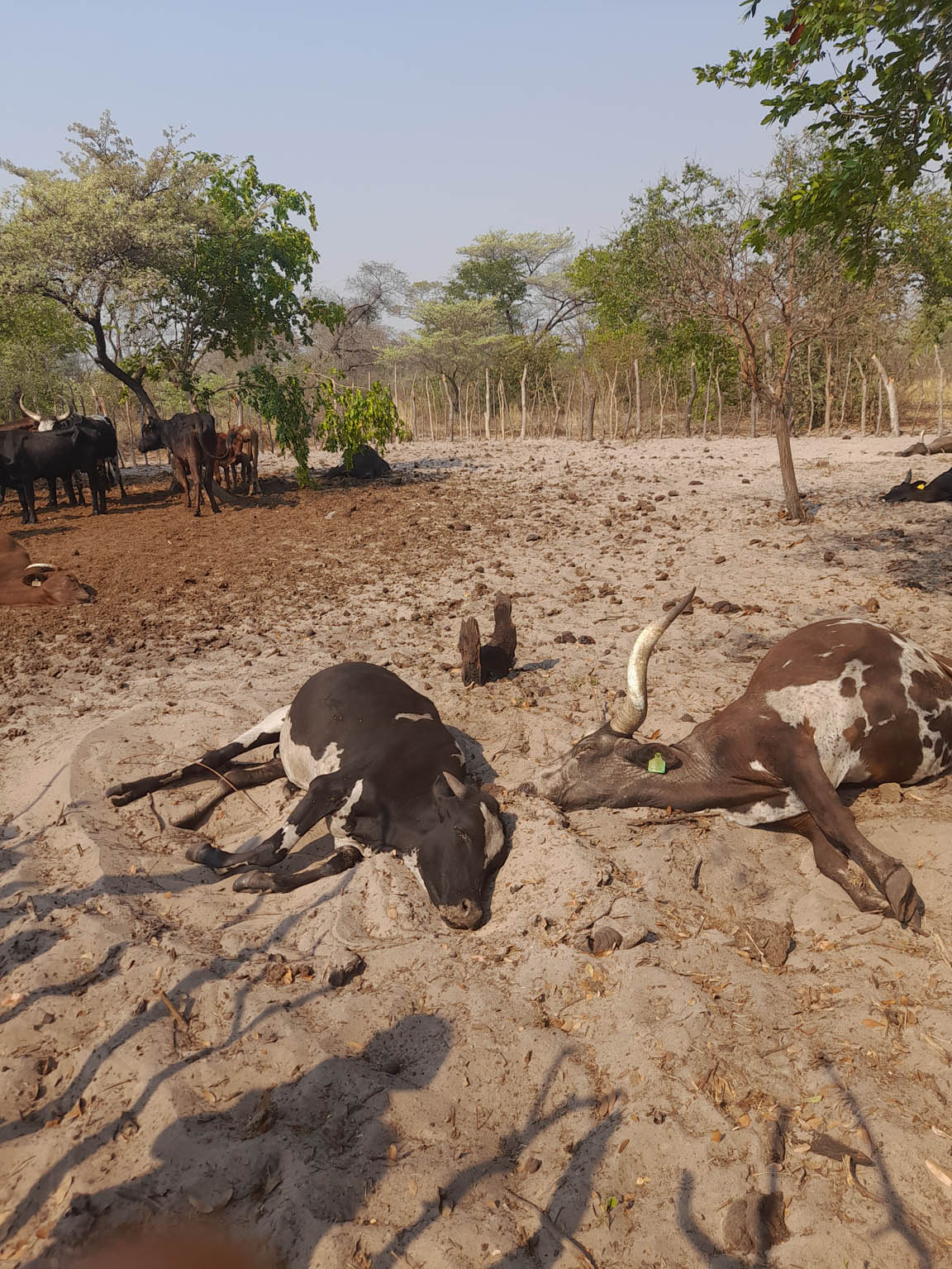 12 Cattle die from heartwater at Chefuzwe – Caprivi Vision